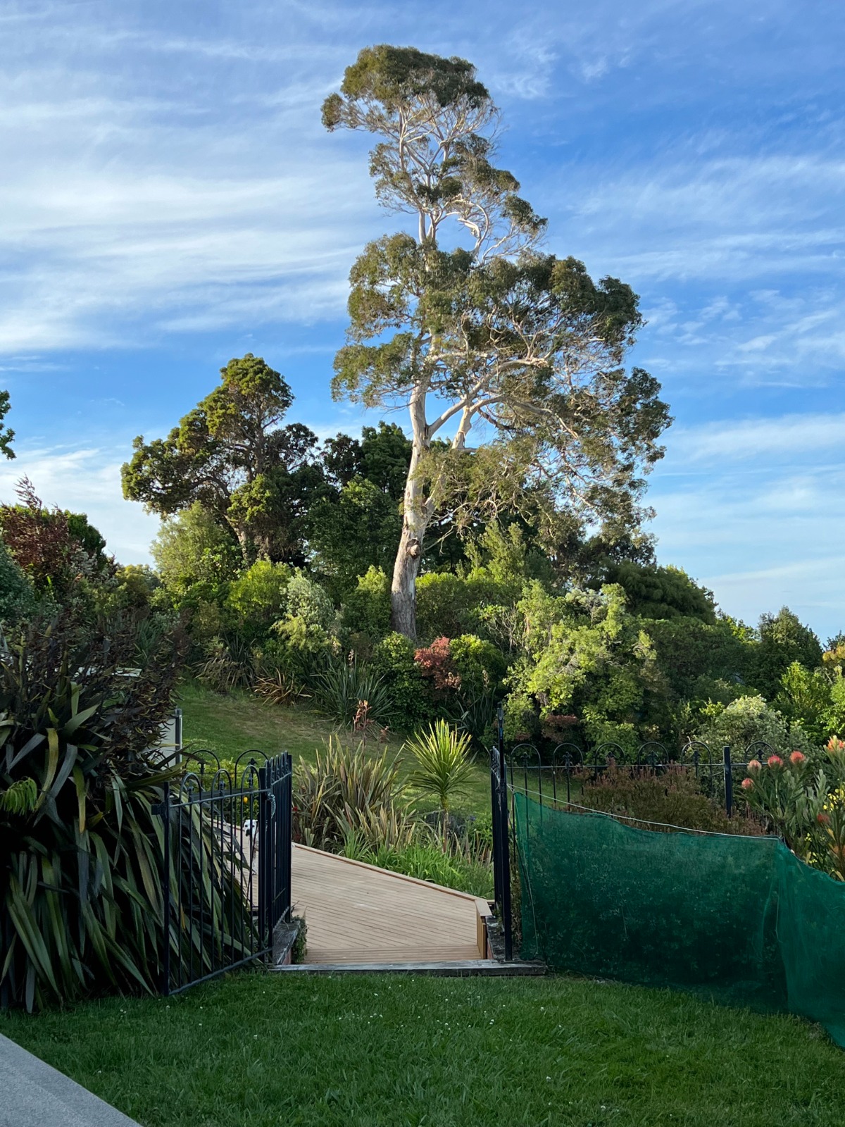 Notable trees | Resource Management Reform | Shape Tasman